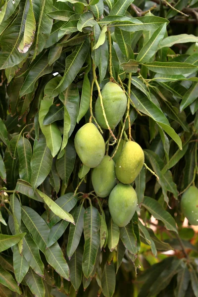 Longan varieties Stock Photos, Royalty Free Longan varieties Images ...