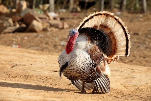 Worried turkey Stock Photos, Royalty Free Worried turkey Images ...