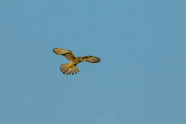 Golden kites Stock Photos, Royalty Free Golden kites Images | Depositphotos