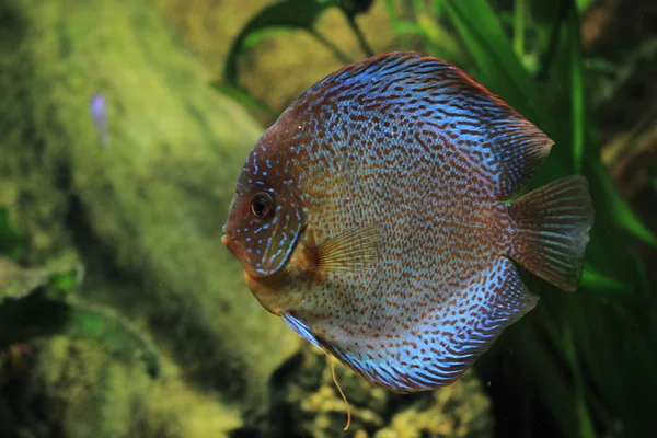Discus comune Stock Photos, Royalty Free Discus comune Images ...