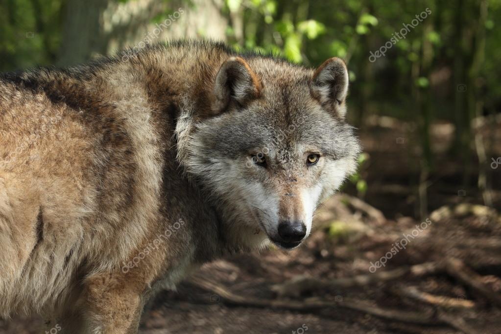 An European Wolf in the Forest Stock Photo by ©hecke06 76614367