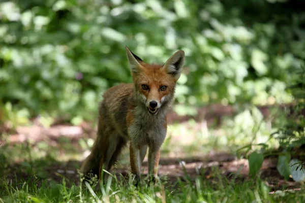 Fox eating meat — Stock Photo © kwasny222 #63656291