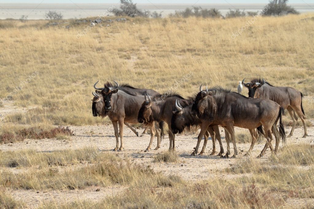 Wildebeest in the savannah of the Etosha Park in Namibia Stock Photo by ...