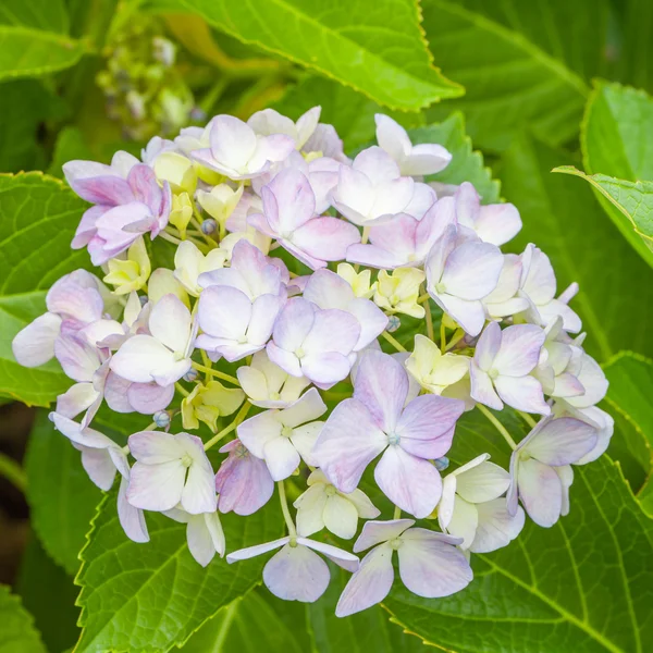 Hortensia group, Hydrangea (Hydrangea macrophylla (Thunb.) Ser ...