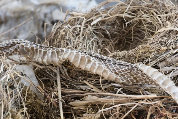 Snake nest Stock Photos, Royalty Free Snake nest Images | Depositphotos