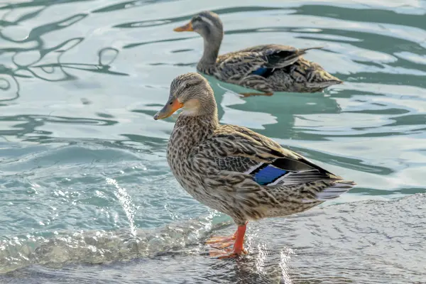 Patos azules Stock Photos, Royalty Free Patos azules Images | Depositphotos