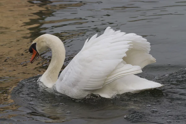 Swan wash Stock Photos, Royalty Free Swan wash Images | Depositphotos