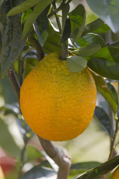 Citrus on tree - Stock Image - Everypixel