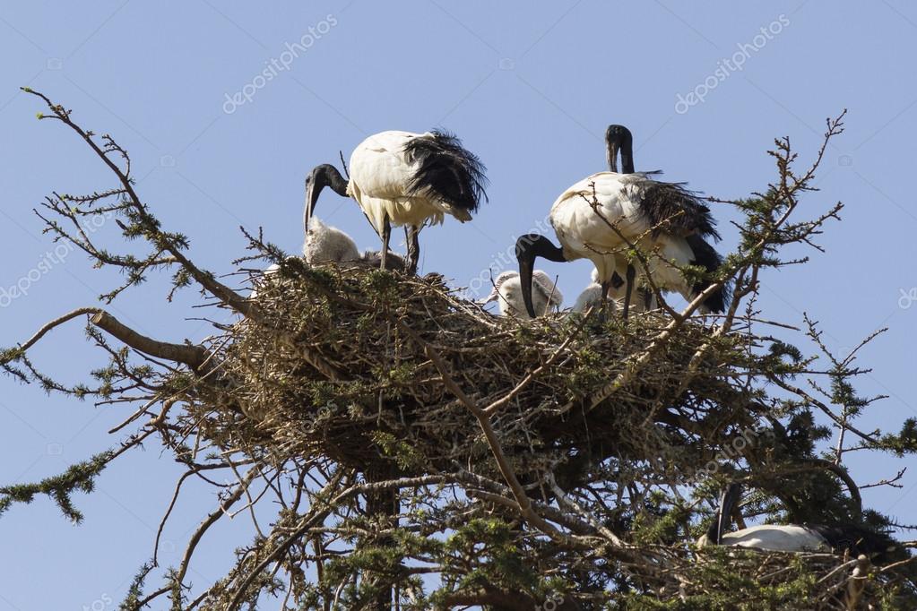 Storks in the nest ⬇ Stock Photo, Image by © spetenfina #72192841