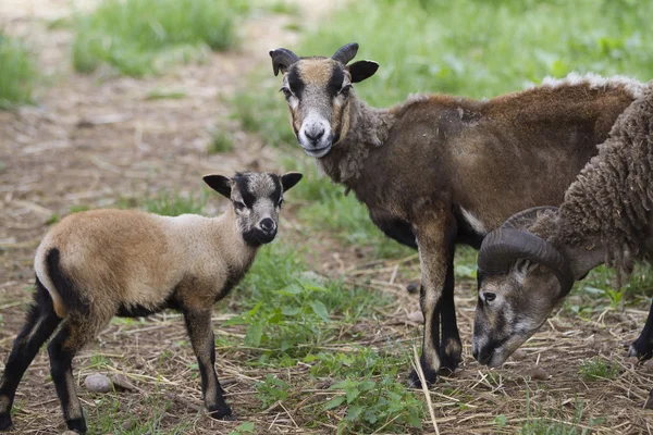 Small ruminants Stock Photos, Royalty Free Small ruminants Images ...