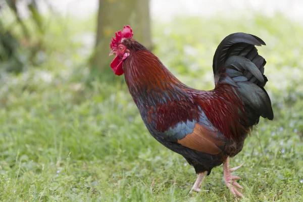 Gallo morado fotos de stock, imágenes de Gallo morado sin royalties ...