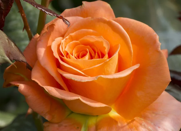 Rose golden color Stock Photos, Royalty Free Rose golden color Images ...