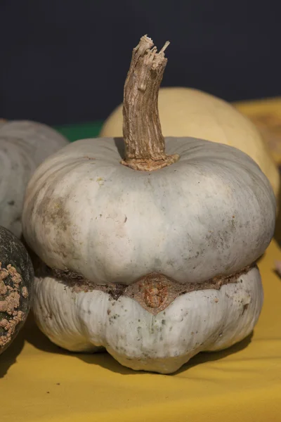 Imágenes de Taxonomia de la calabaza de castilla, fotos de Taxonomia de ...
