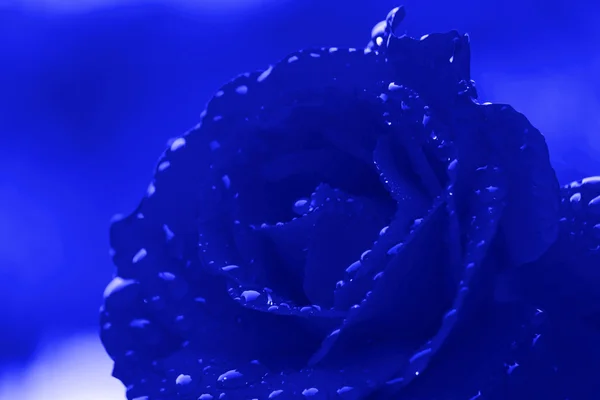 The Most Beautiful Blue Rose In The World