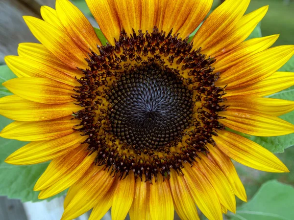 This macro close up of a big bold sunflower plant shows the many facets and details of this ...