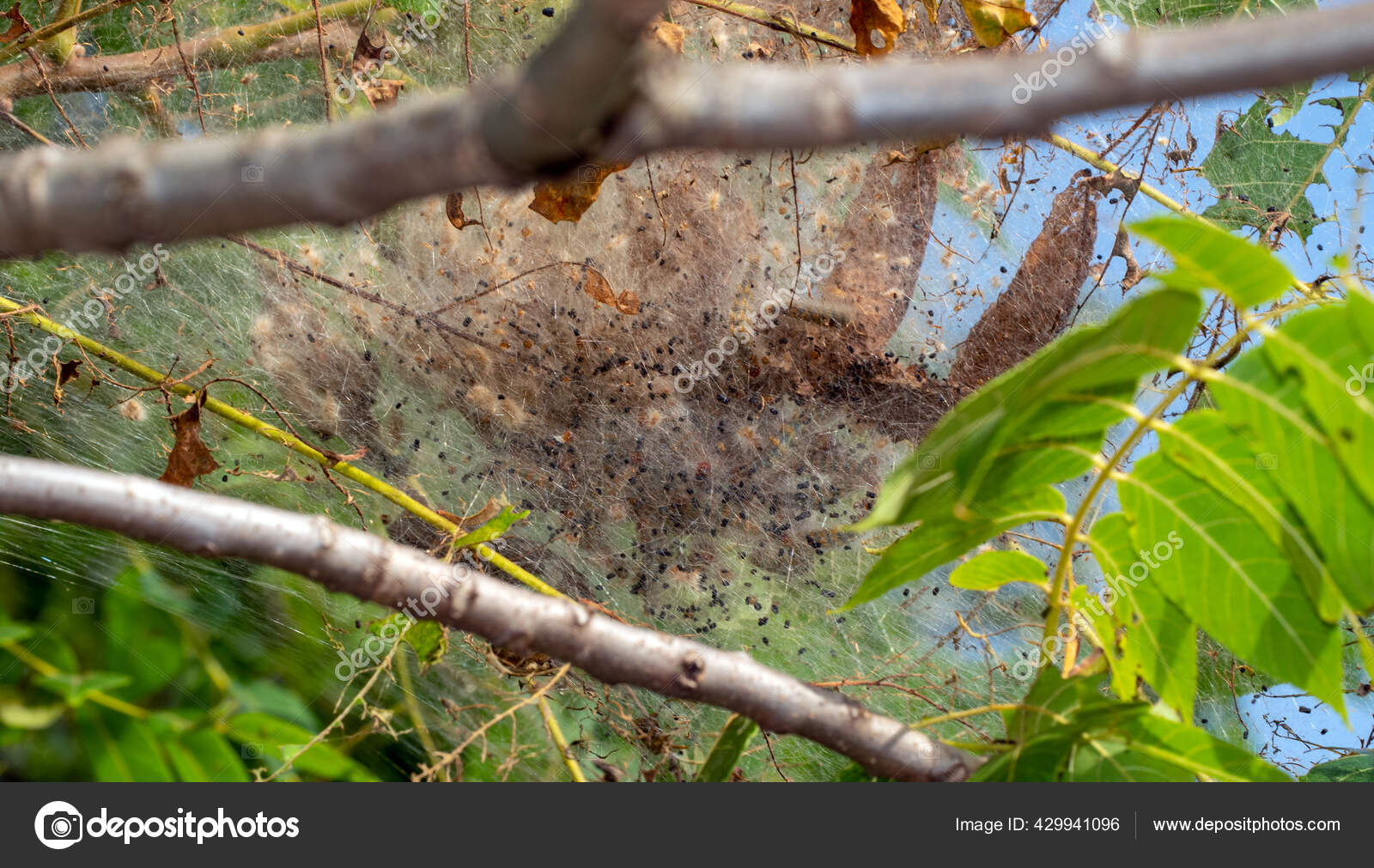 Large Leaf Tree Identification Missouri