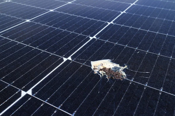 Poop de aves en el panel solar fotovoltaico 2025