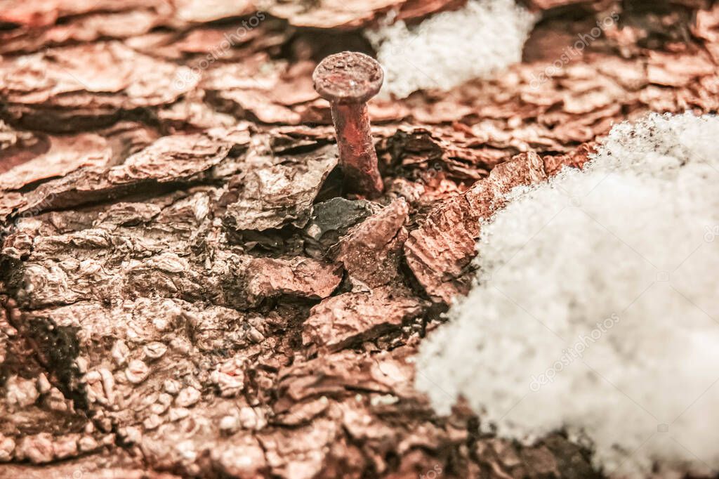 Un clavo en un árbol vivo. El árbol está tratando de curar la herida ...