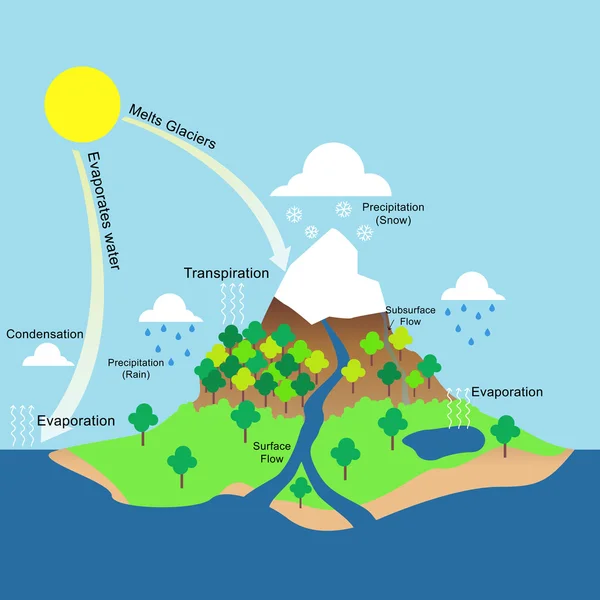 Water Cycle Flow Chart