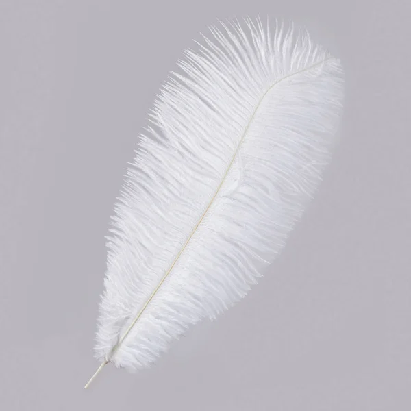 White feather Stock Photos, Royalty Free White feather Images ...