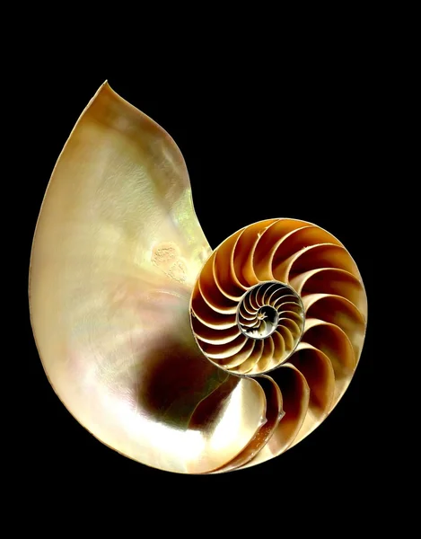 Nautilus shell on black background — Stock Photo © Joingate #4139166
