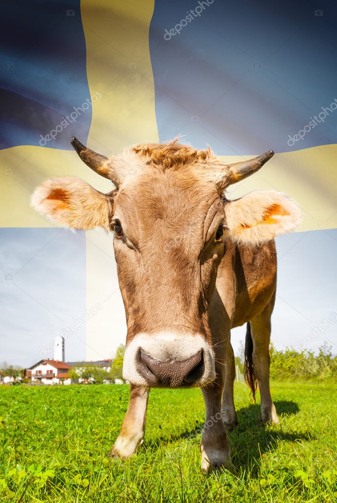 La vaca con la bandera en la serie de fondo - Suecia 2023