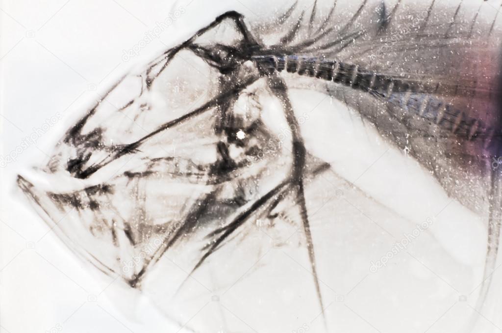 X-ray fish — Stock Photo © zharate1 #54620239