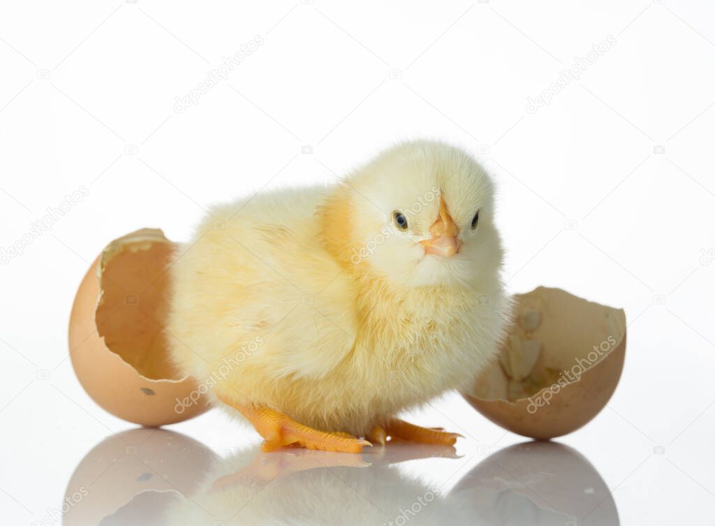 Pollitos recién nacidos y cáscaras de huevo rotas en mesa blanca 2022