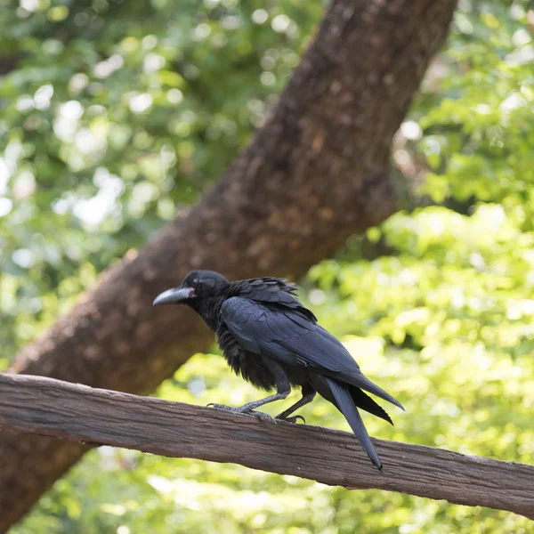 Black raven bird Stock Photo by ©ammza12 69178381