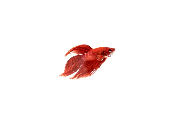 Red and blue betta fish, siamese fighting fish isolated on white ...