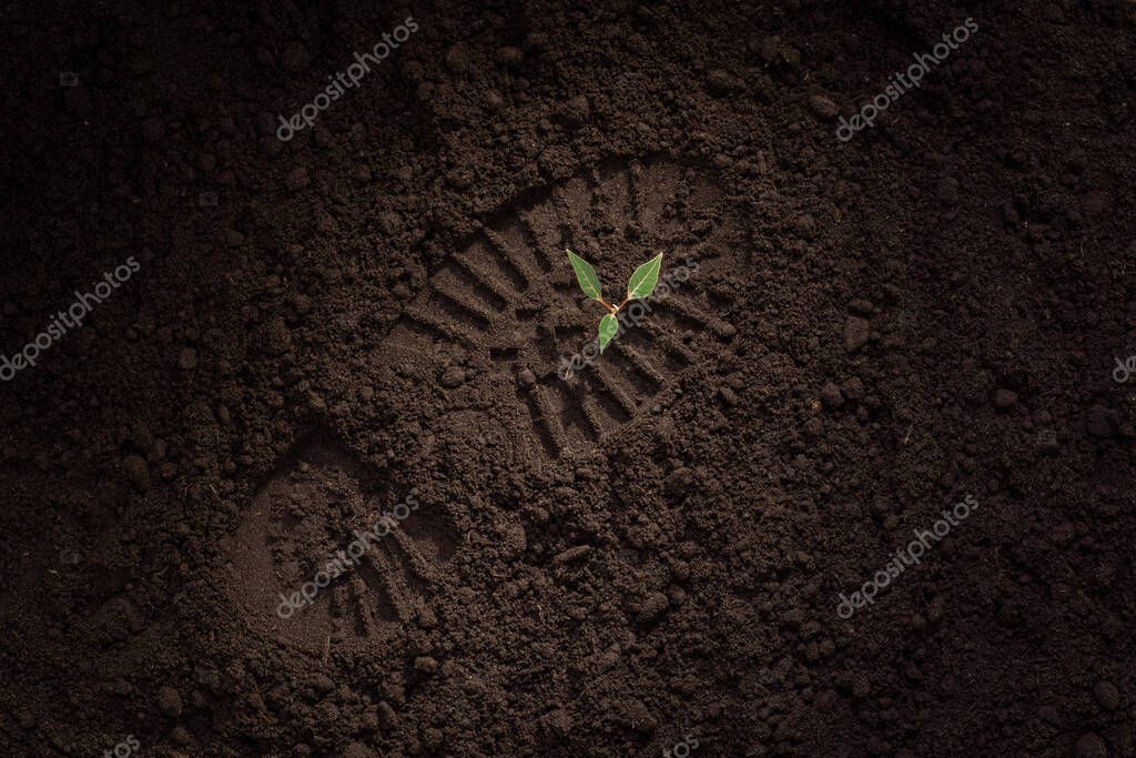 planta verde joven en el suelo, huella del zapato, huella en el suelo ...