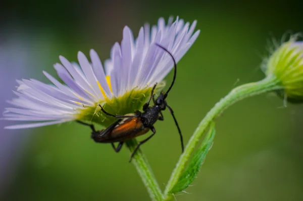 Kerti bogarak Stock Photos, Royalty Free Kerti bogarak Images ...