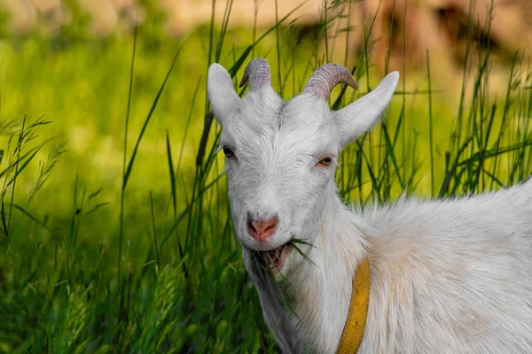 Goat background Stock Photos, Royalty Free Goat background Images ...