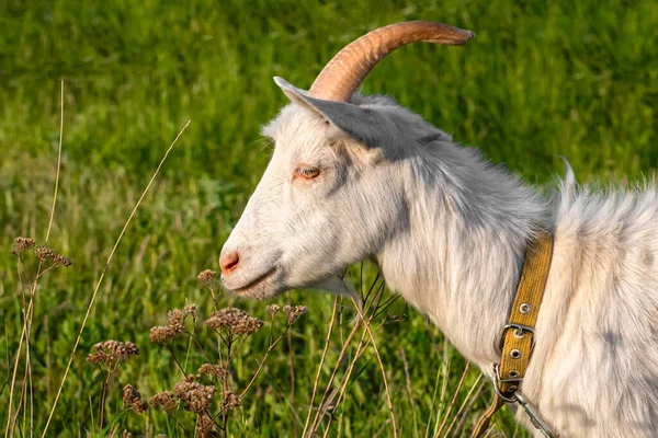 Goat background Stock Photos, Royalty Free Goat background Images ...