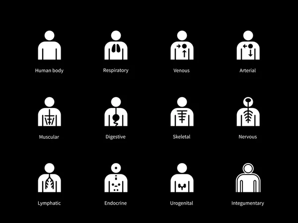 Human Body Systems icons on white background. — Stock Vector © tkacchuk ...