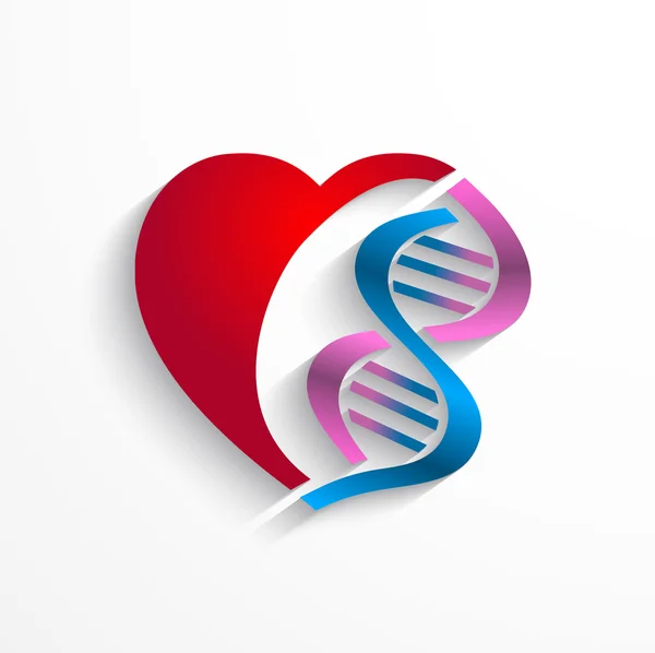 Heart anatomy dna Stock Photos, Royalty Free Heart anatomy dna Images ...