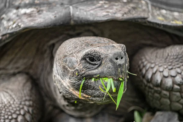 Galapagos giant tortoise food Stock Photos, Royalty Free Galapagos ...