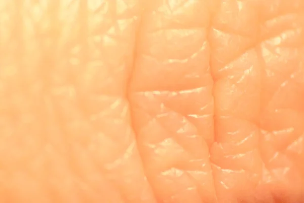 Macro grasa Stock Photos, Royalty Free Macro grasa Images | Depositphotos