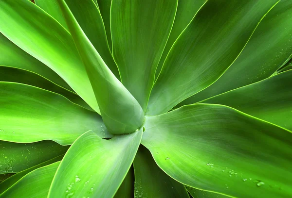 13,494 Saturated green natural background Stock Photos, Images ...