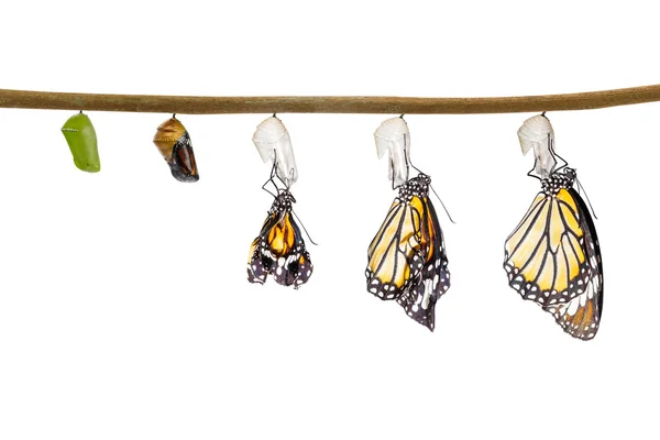 Transformation papillon Stock Photos, Royalty Free Transformation ...