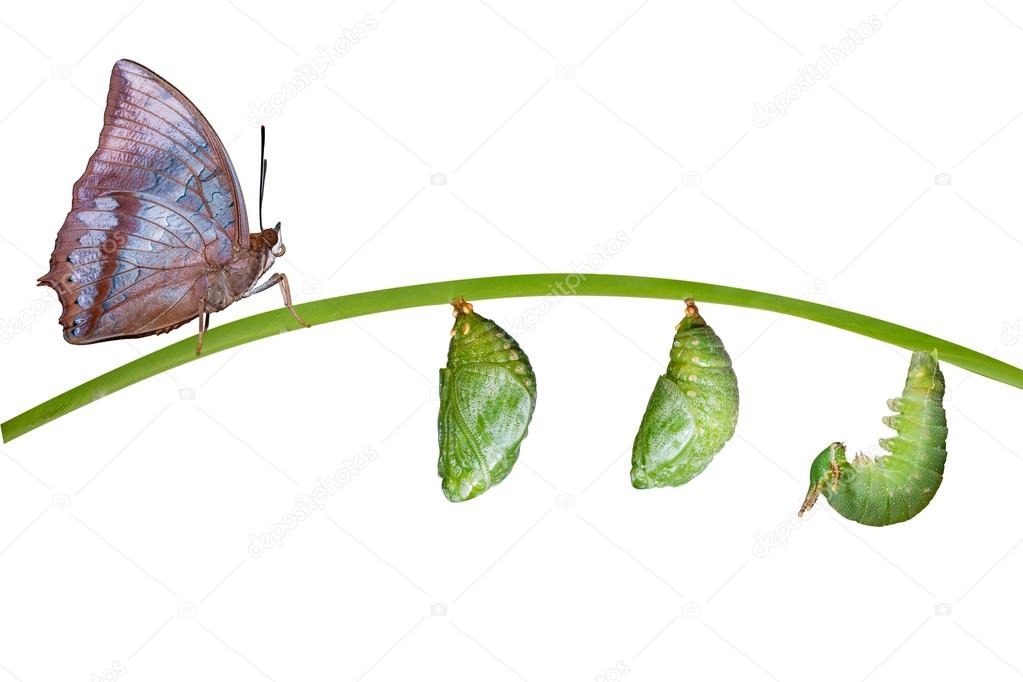 Ciclo de vida aislado de la mariposa Tawny Rajah en blanco 2024