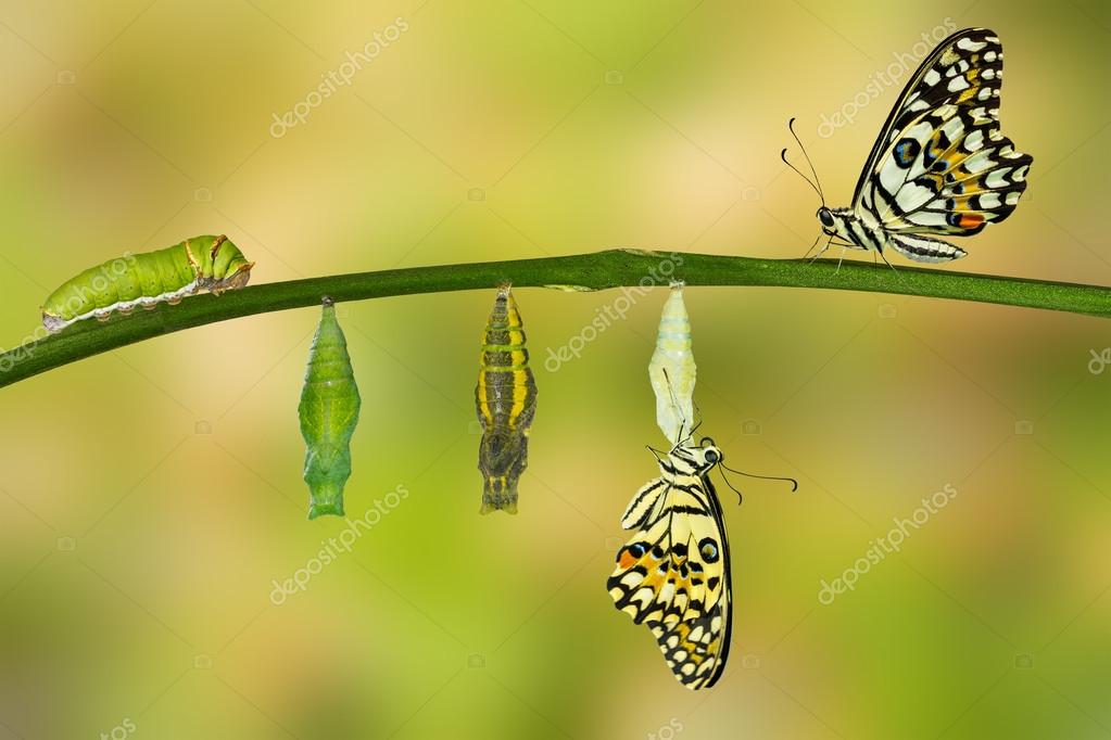 Isolated transformation of Lime Butterfly Stock Photo by ©mathisa 113818076