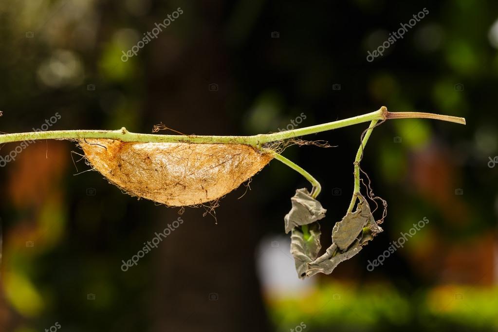 Crisálida de la polilla del emperador de oro (Loepa sikkima ) 2022