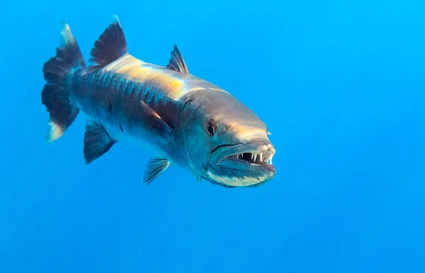 Big Barracuda In Ocean Stock Photo by ©Molbert 108198208