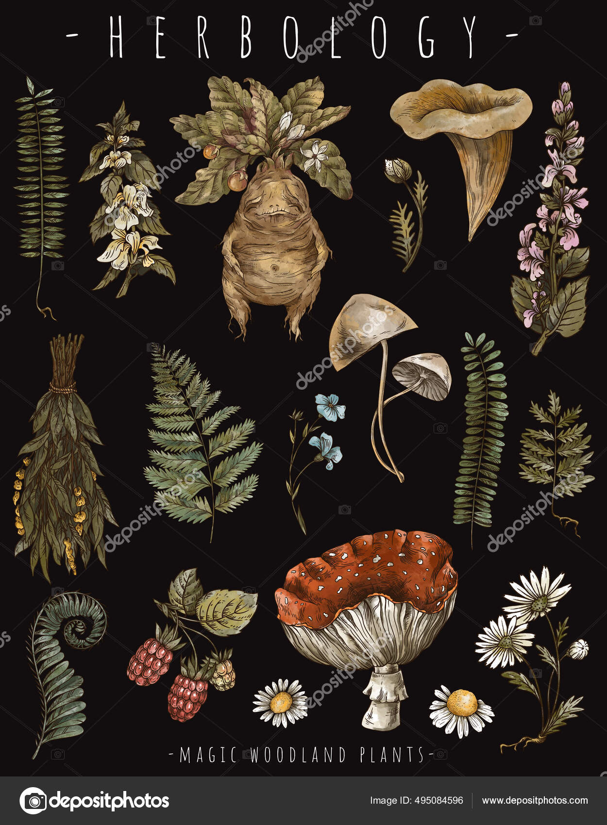 Magic Plants Witch's Herbs Mandrake Root Wicca Occult Greeting Card ...