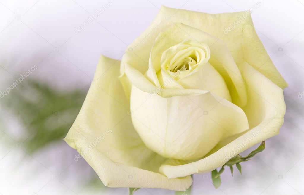 White Yellow Rose Flower Closeup — Stock Photo © Juliedeshaies #109845742