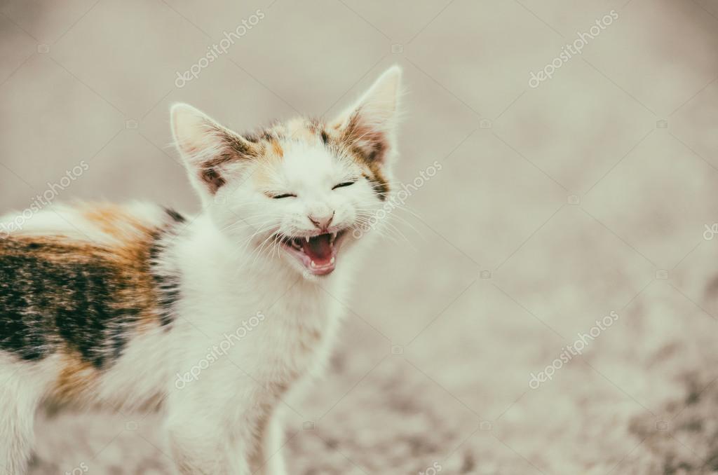 Cute Cat Smile