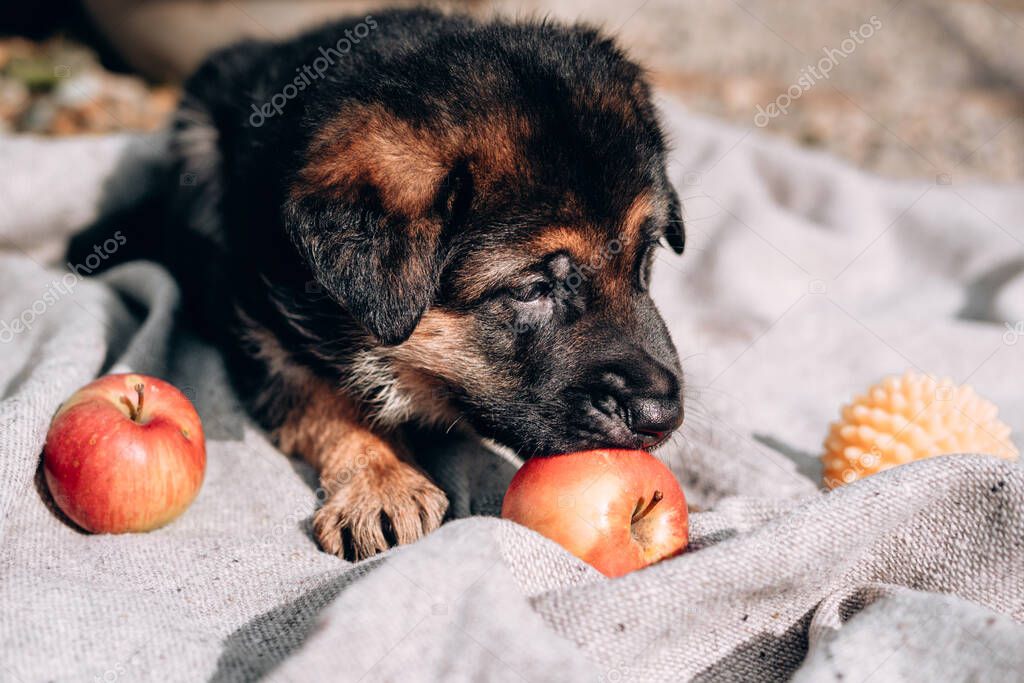 Un hermoso perrito pastor alemán negro y rojo se encuentra sobre una ...