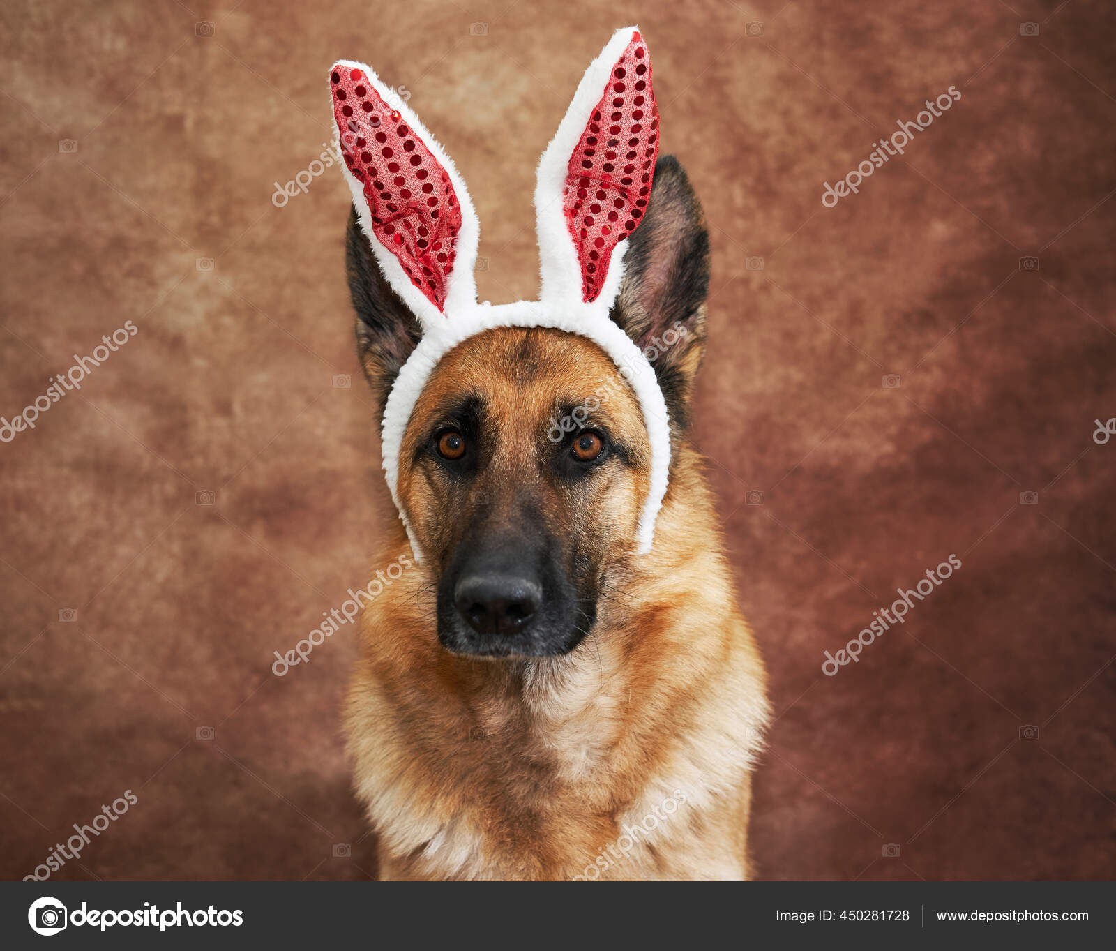 How Old Is Bunny The Dog