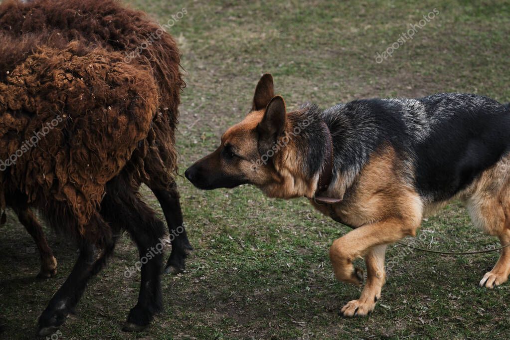 Pastor alemán pastoreando ovejas. Estándar deportivo para perros en ...